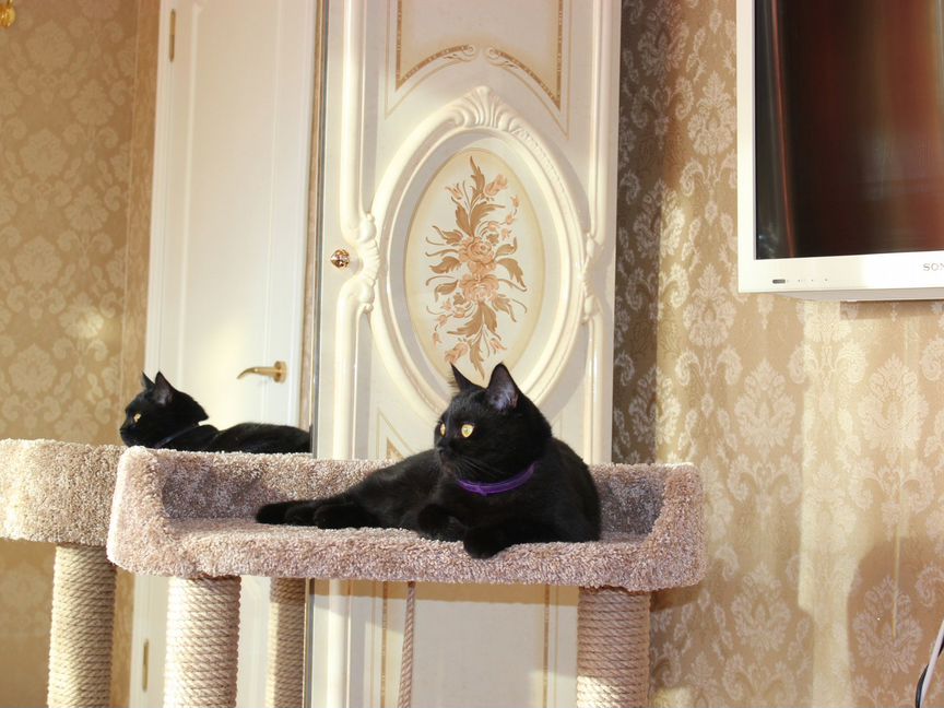 Кошечка Пантерка