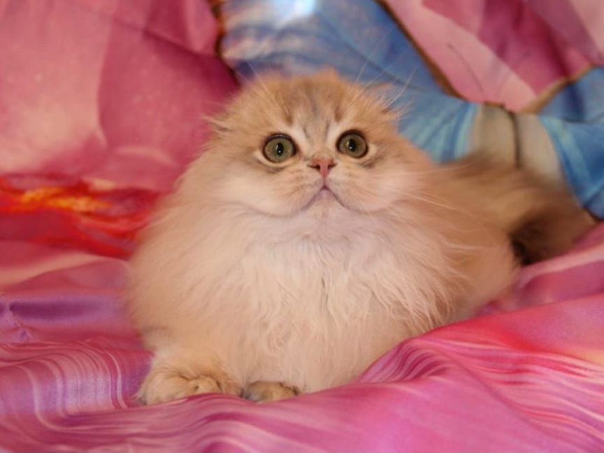 Шотландский котик