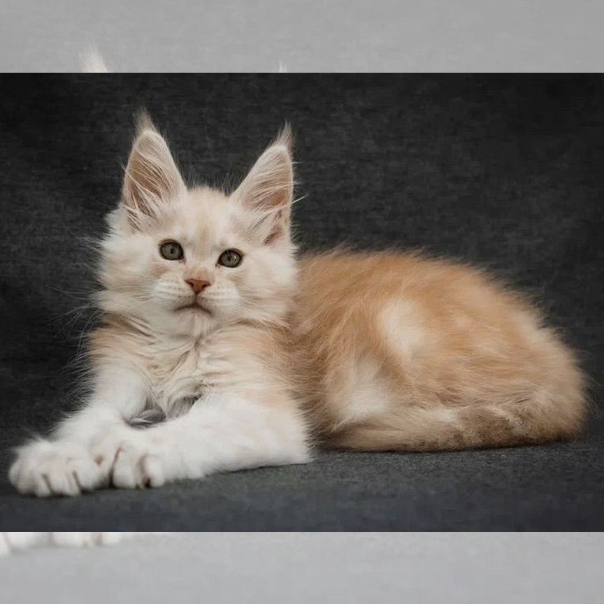 Мейн-кун котёнок