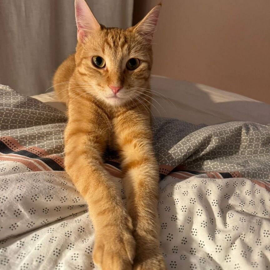 Котенок рыжий таби