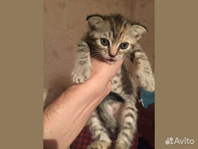 Котёнок ищет дом