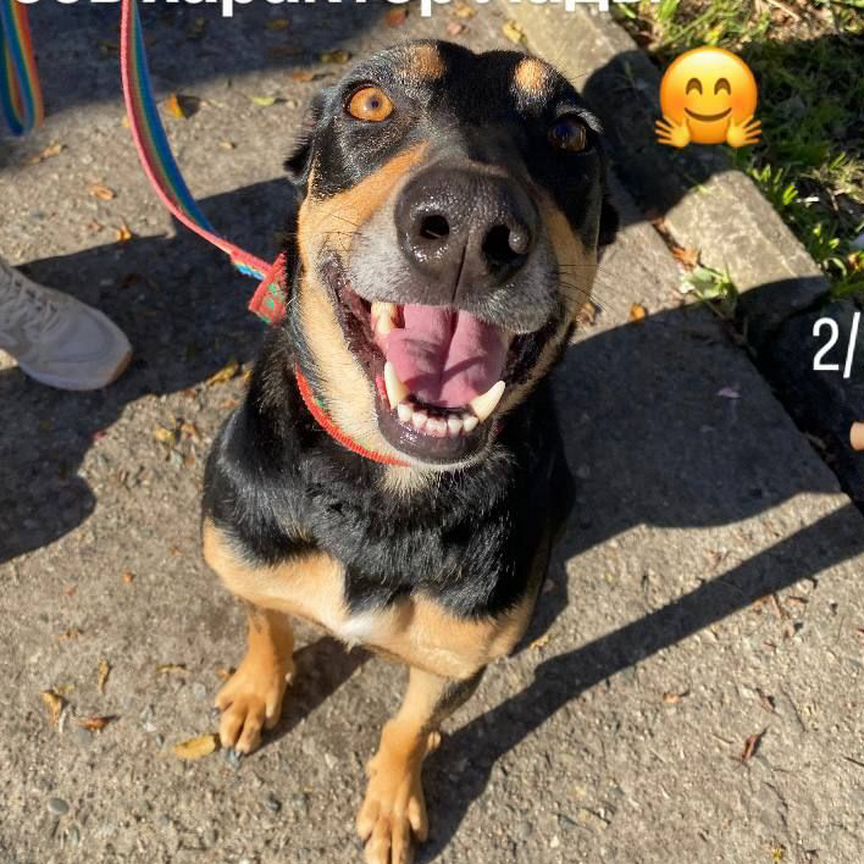 Взрослая собака в добрые руки