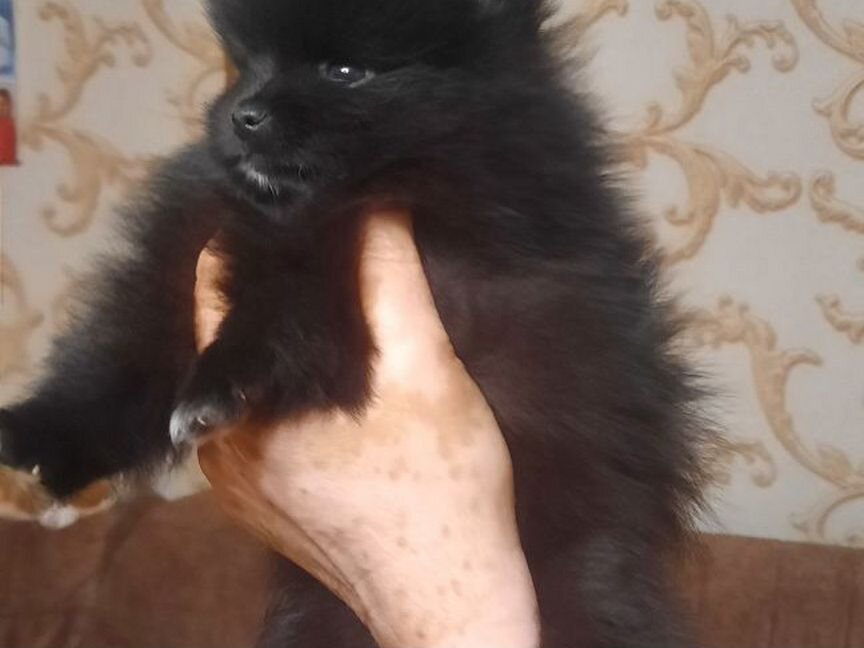 Шпиц немецкий средний