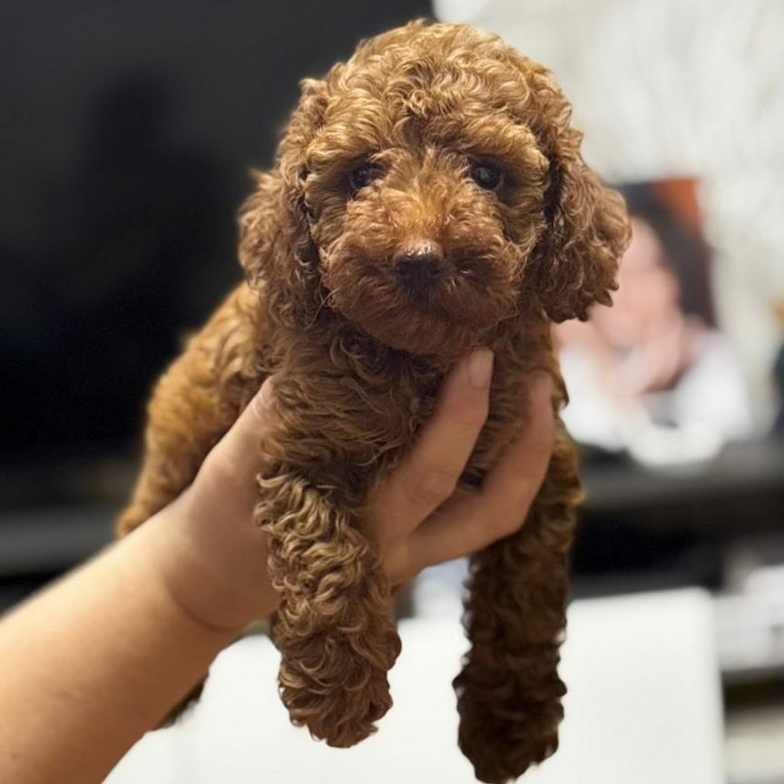 Той-пудель, щенок