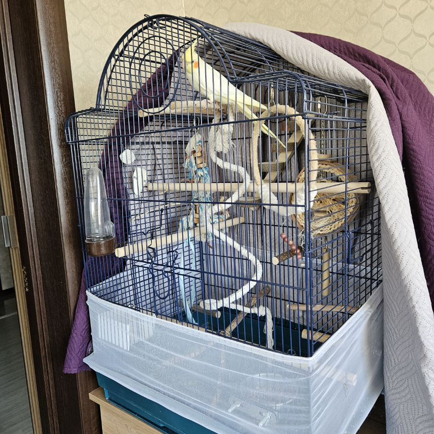 Попугай корелла ручной