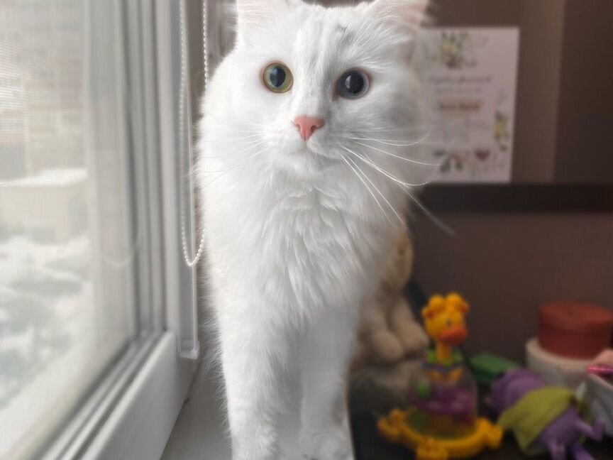 Кот в добрые руки