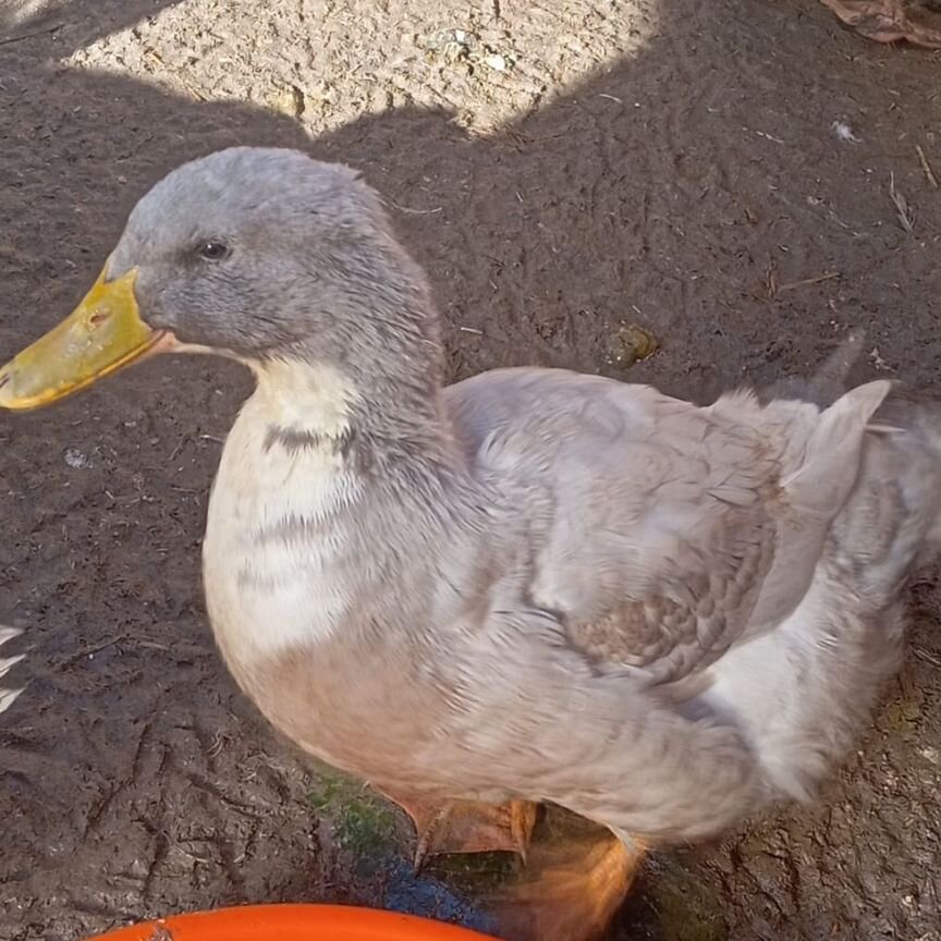 Голубой фаворит