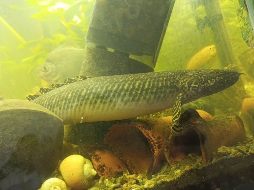 Полиптерус