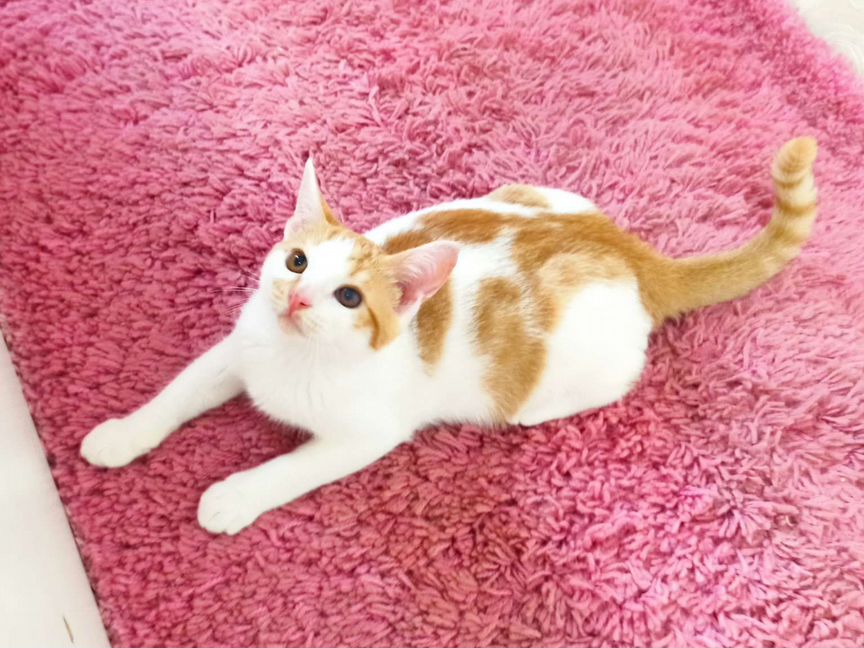 Котеночек ищет дом