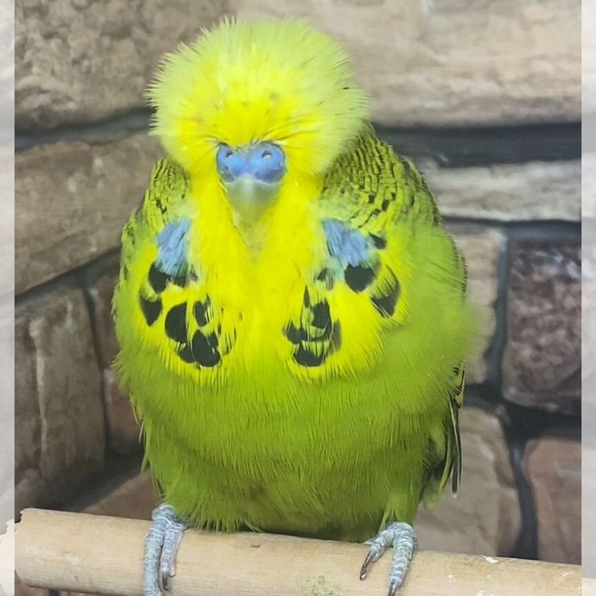Выставочные волнистые попугаи чехи