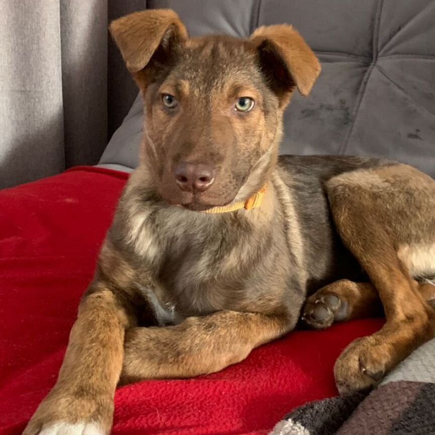 Щенок в добрые руки