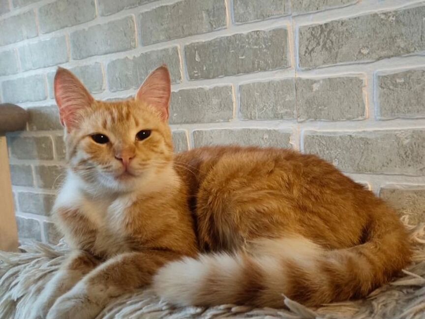 Кошки