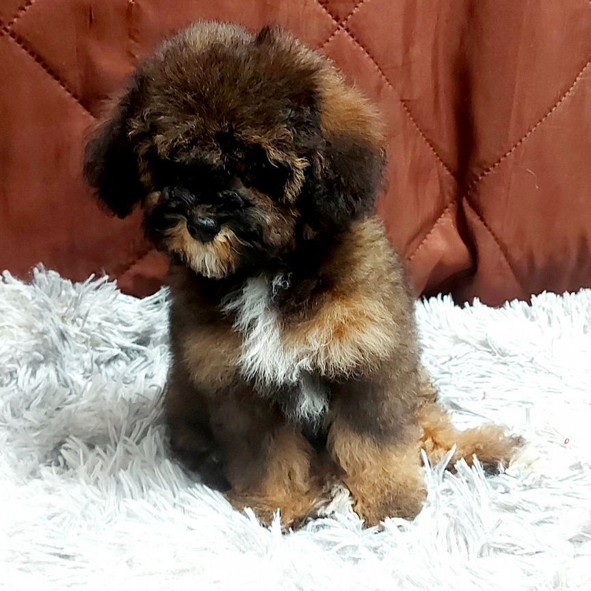 Мальтипу, щенок