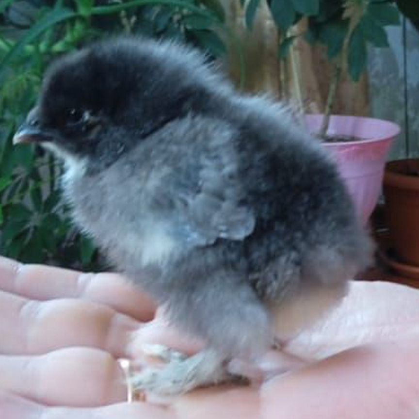 Куры цыплята