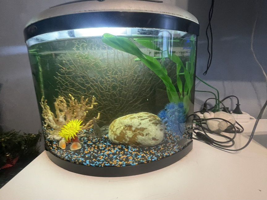 Аквариум с рыбкой