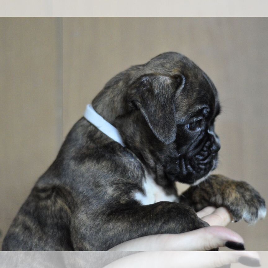 Щенки боксера