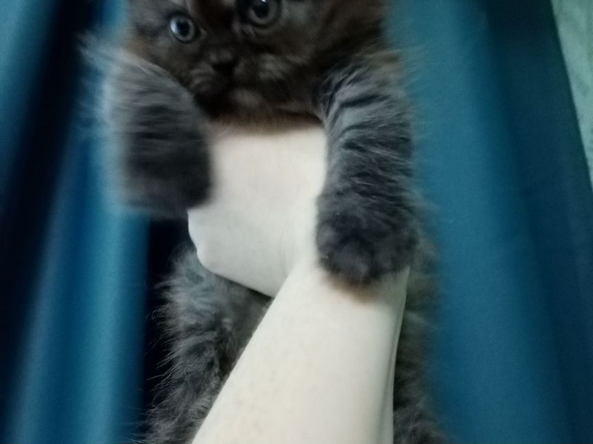 Помесь Шотландской и Экзотической породы