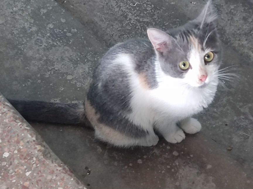 Красивая кошечка и котик живут в подъезде