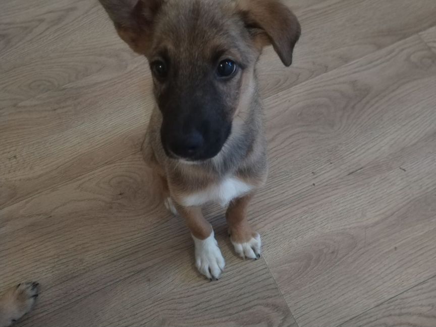 Щенок в добрые руки бесплатно