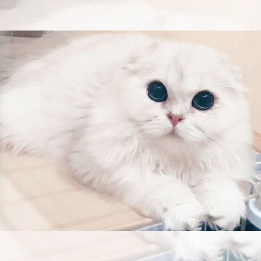 Шотландская вислоухая кошечка