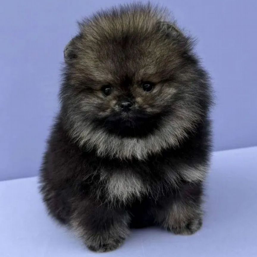 Померанский шпиц, щенок
