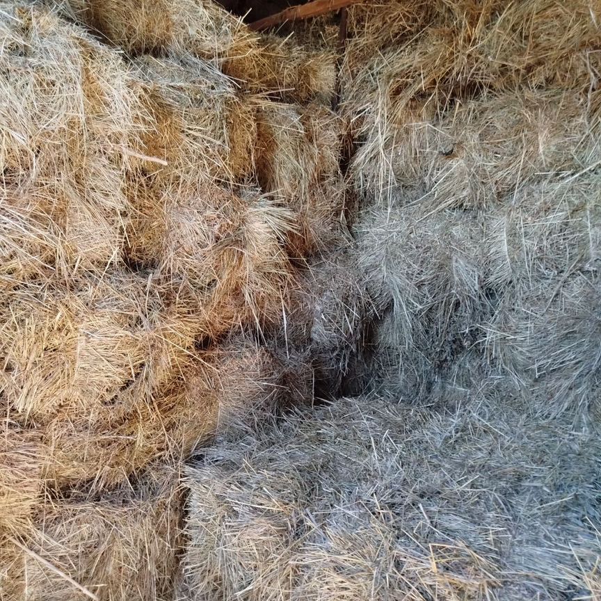 Сено луговое и люцерна в тюках