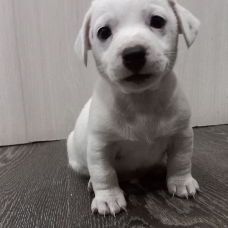 Джек рассел терьер