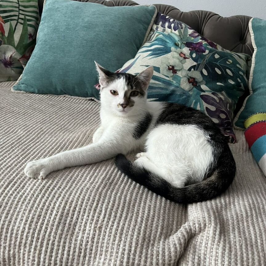 Котик