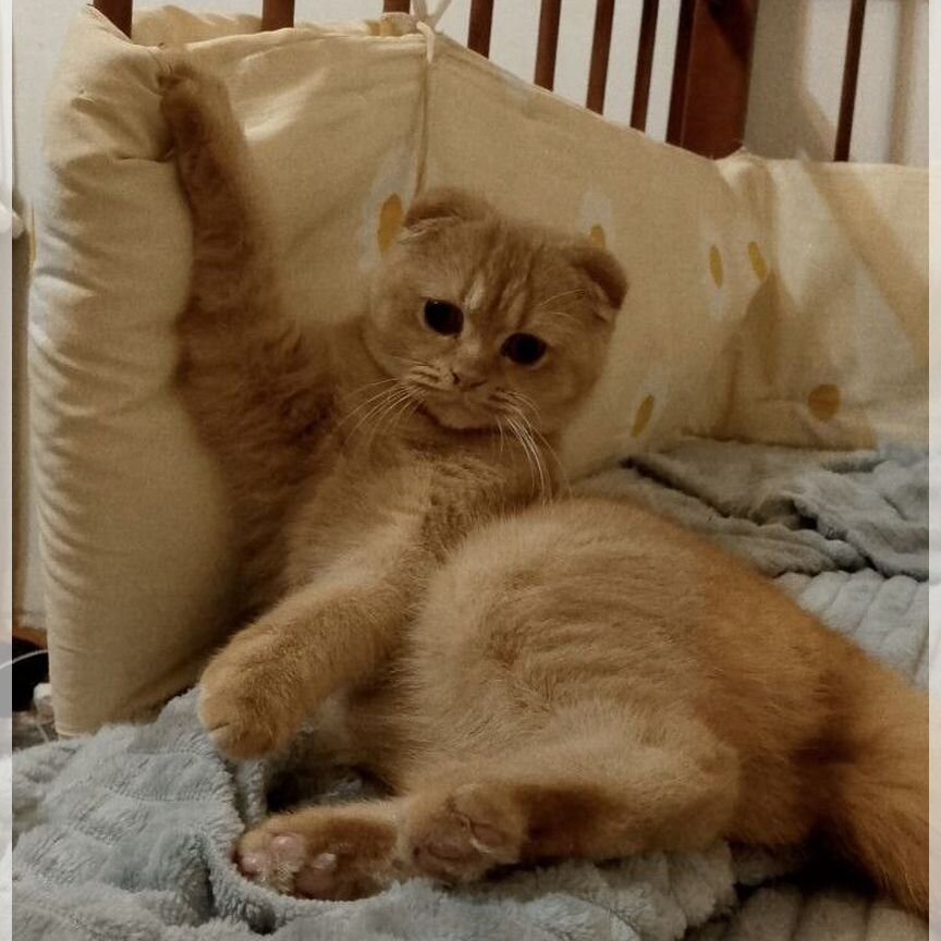 Отдам в добрые руки шотландская вислоухая