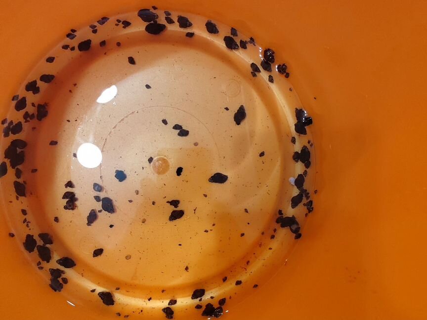 Улитки мелании бесплатно