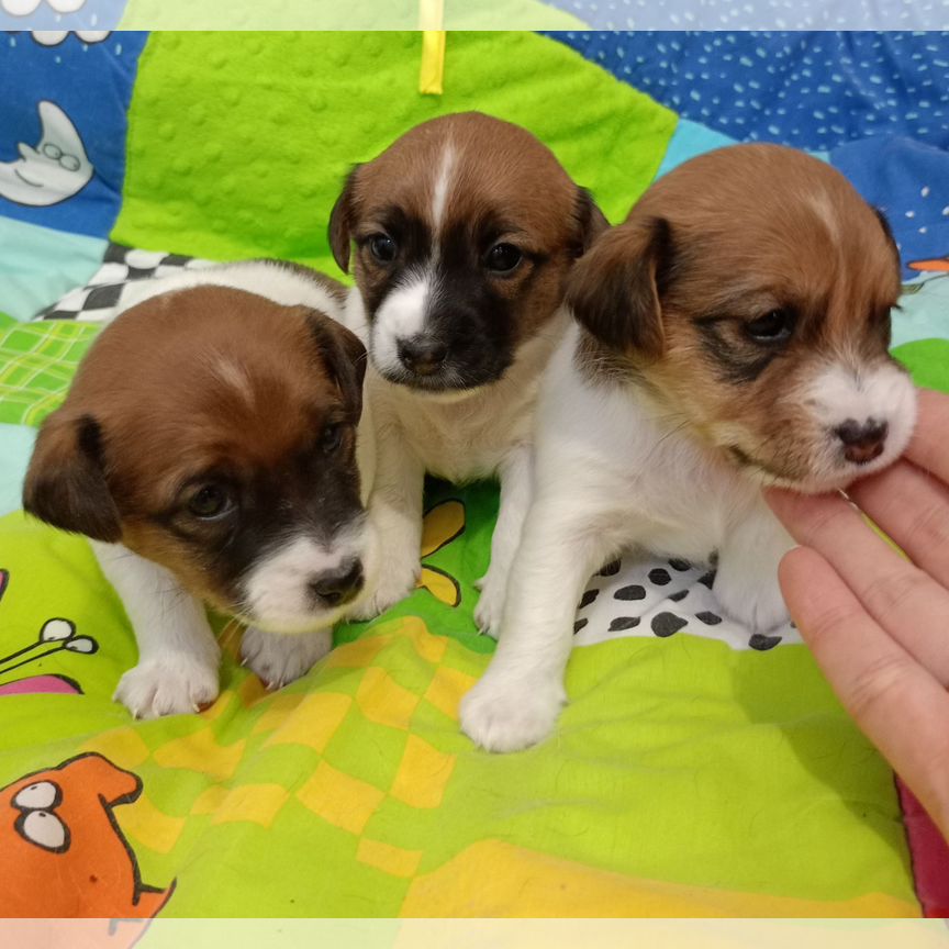 Джек-рассел-терьер, щенок