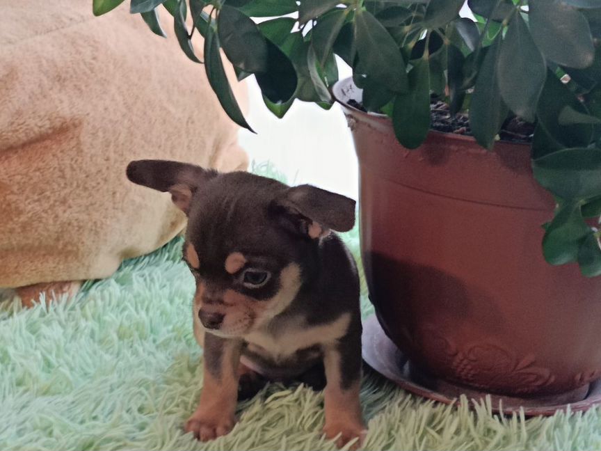 Щенки чихуахуа