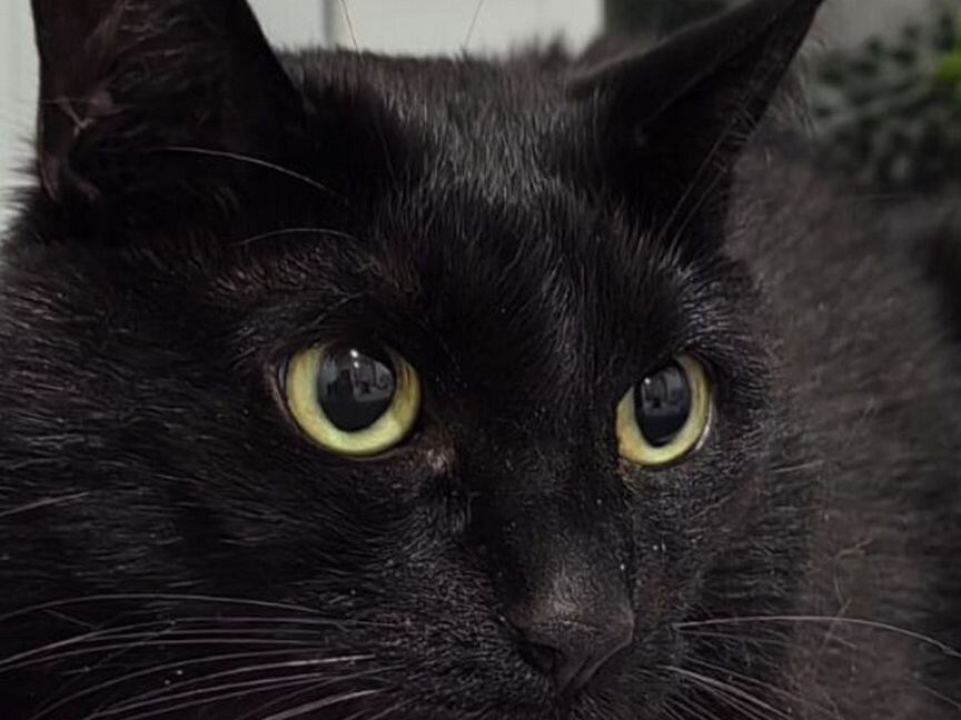 Кошка