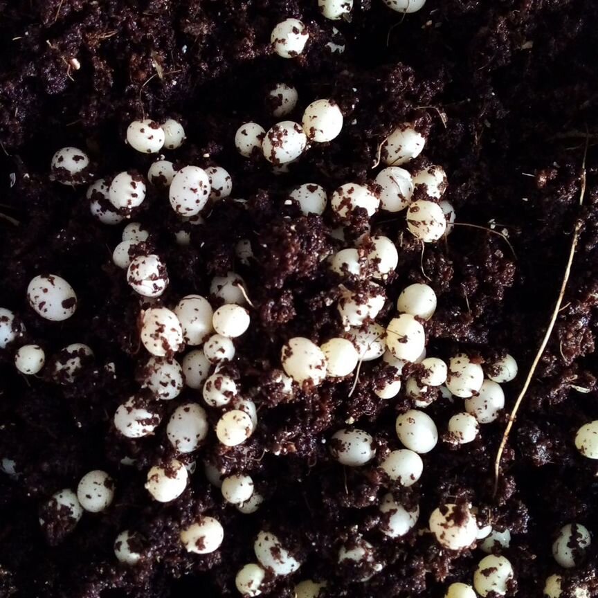 Кладка яиц улиток Ахатина родаци альбино