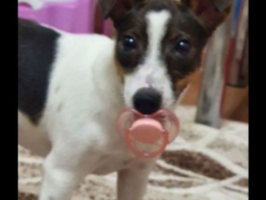 Джек Рассел терьер девочка