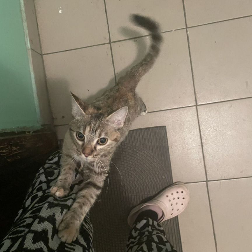 Отдам кошку