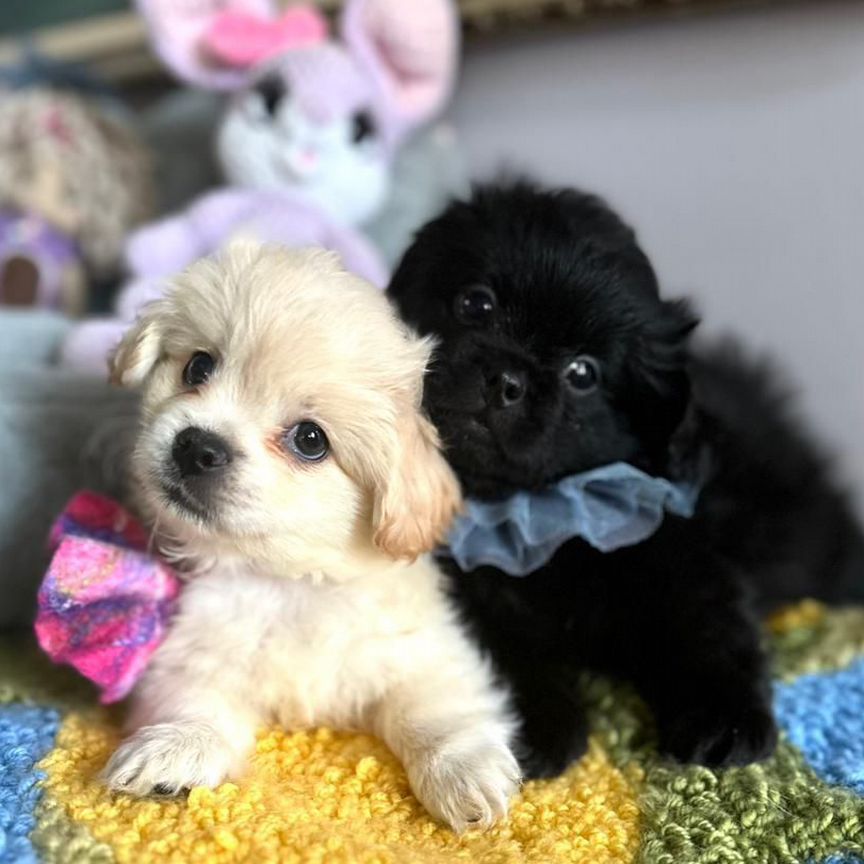 Мальтипу, щенок