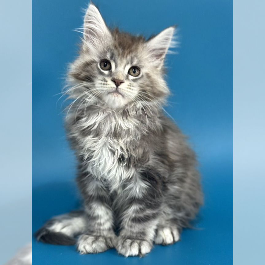 Мейн-кун котёнок