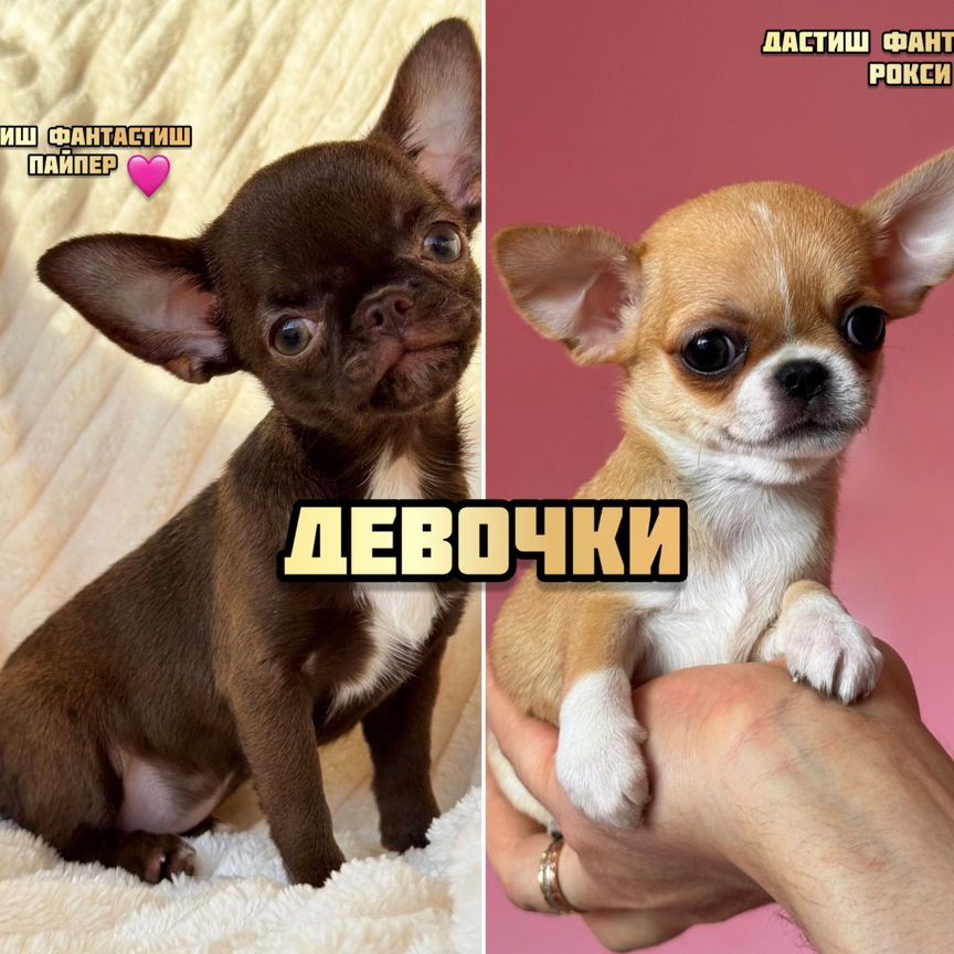 Чихуахуа, щенок