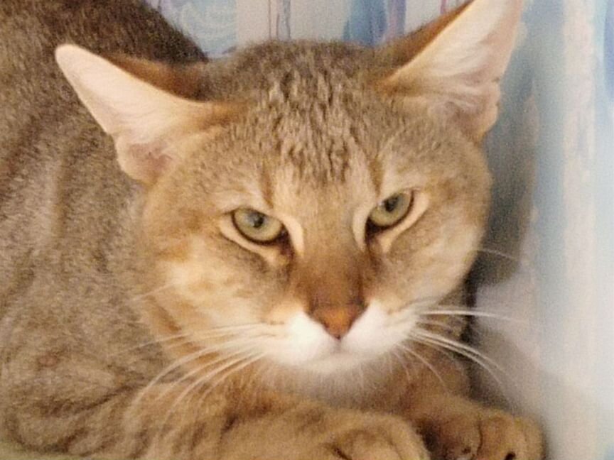 Чаузи Ф1 мальчик