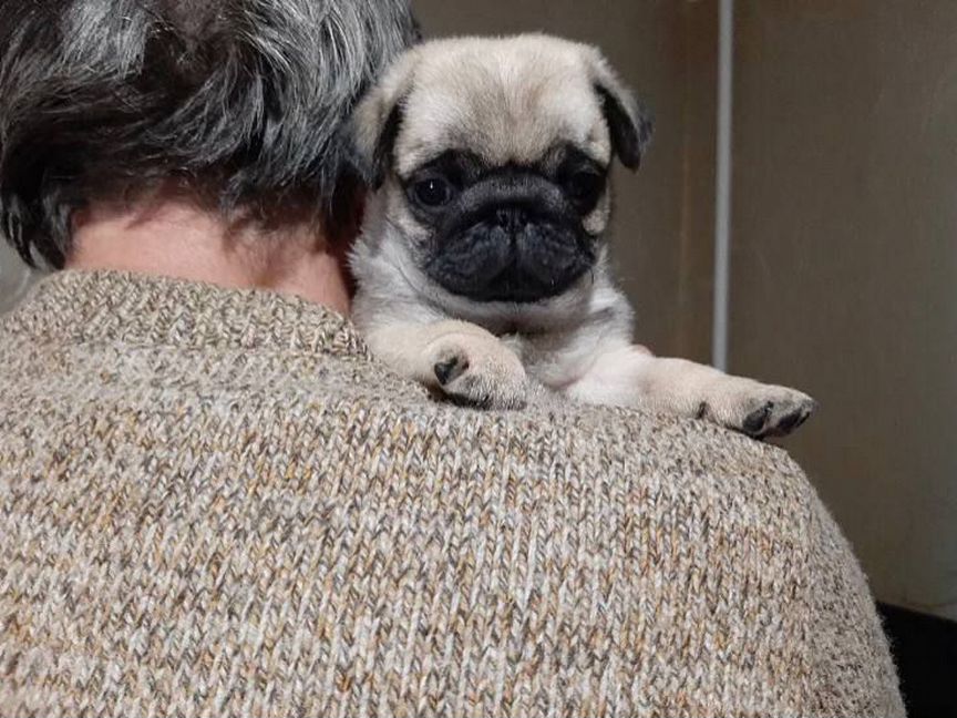 Мопсики в новую семью