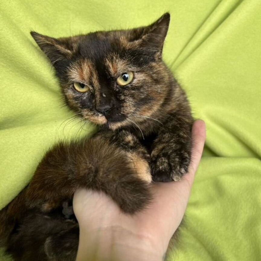 Кошечка