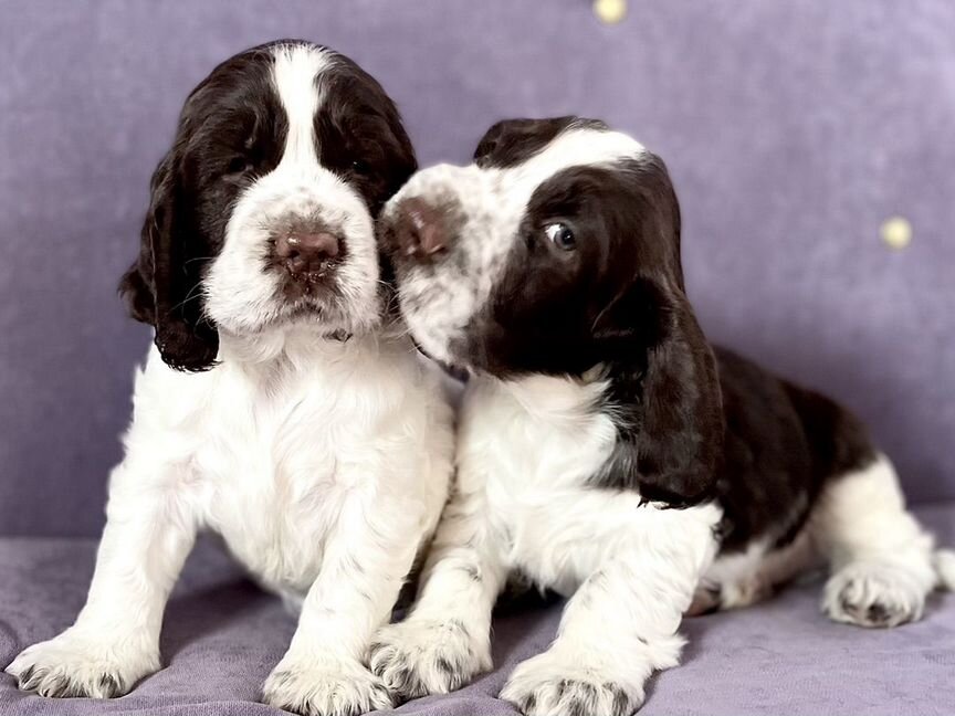 Английский спрингер спаниель