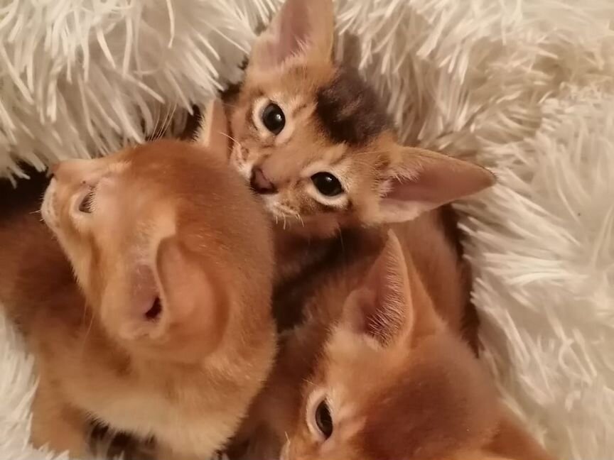 Абиссинская