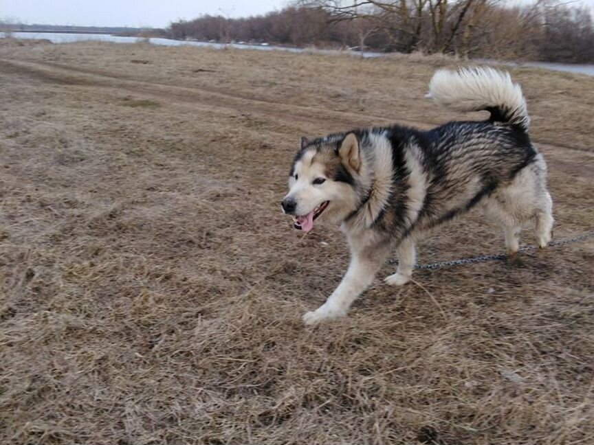 Маламут вязка Кармаскалы