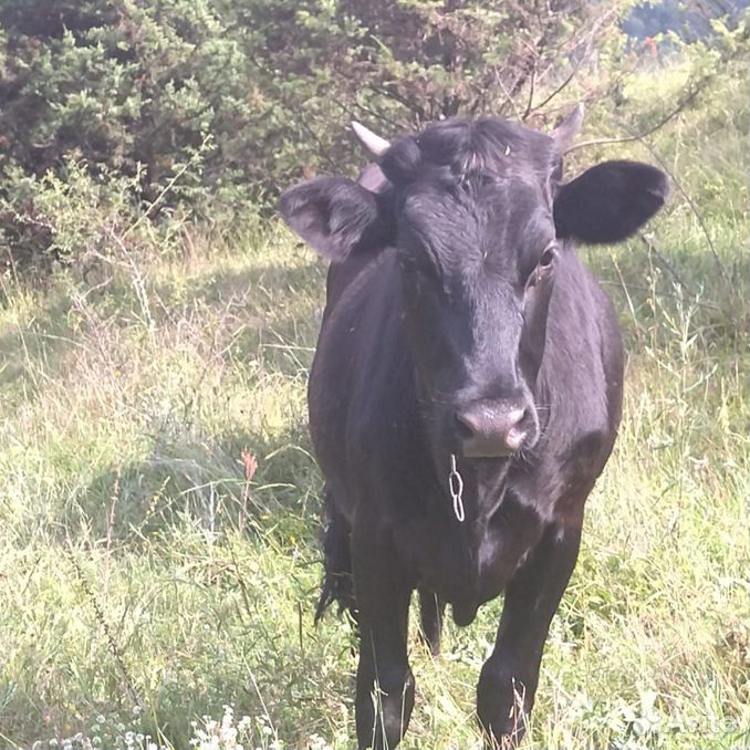 Продам стельную телочку