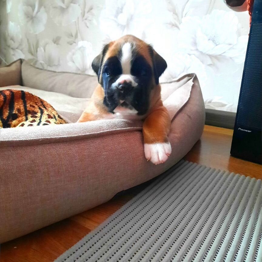 Щенки боксера