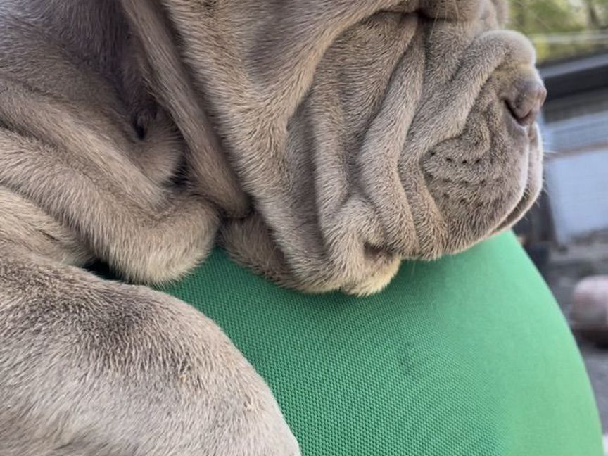 Неаполитанский мастиф