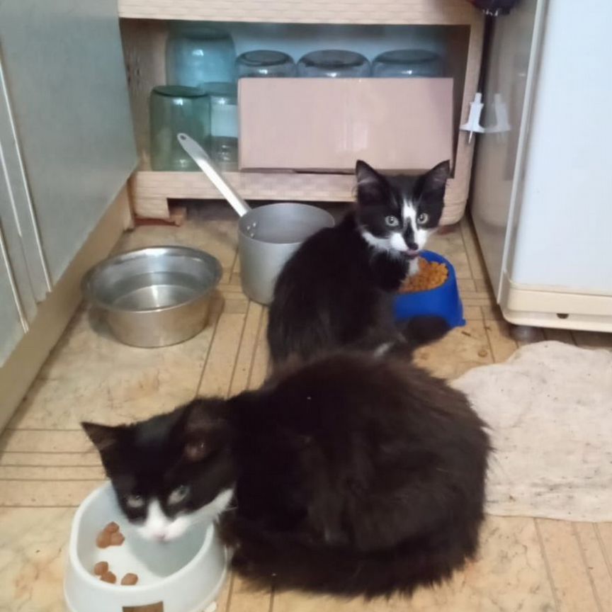 Котята брошенные в лесу