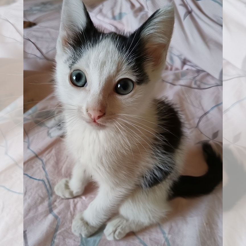 Котёнок в добрые руки